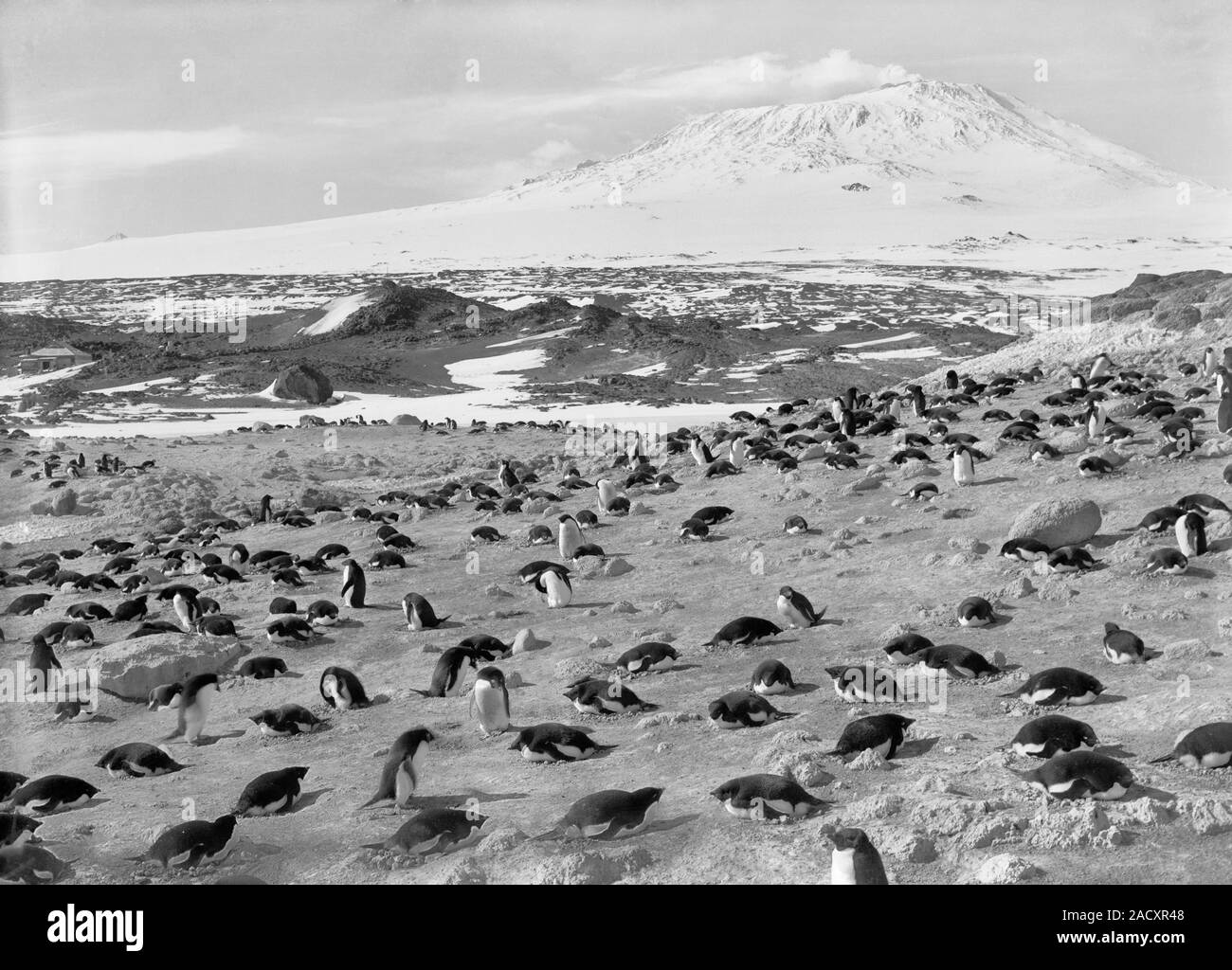 Penguin colony in Antarctica. The Adelie penguin (Pygoscelis adeliae ...