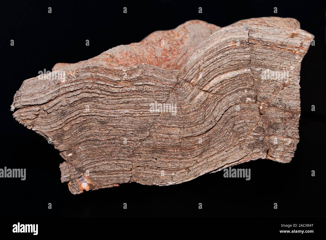 Polished section of stromatholitic algae from late pre-Cambrian (Â± 600 ...