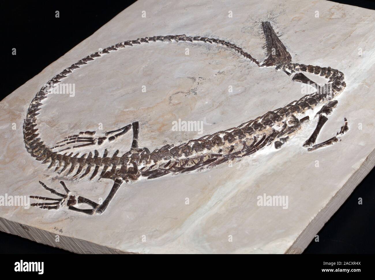 Mesosaurus (middle lizard) is one of the first reptiles to return to an ...