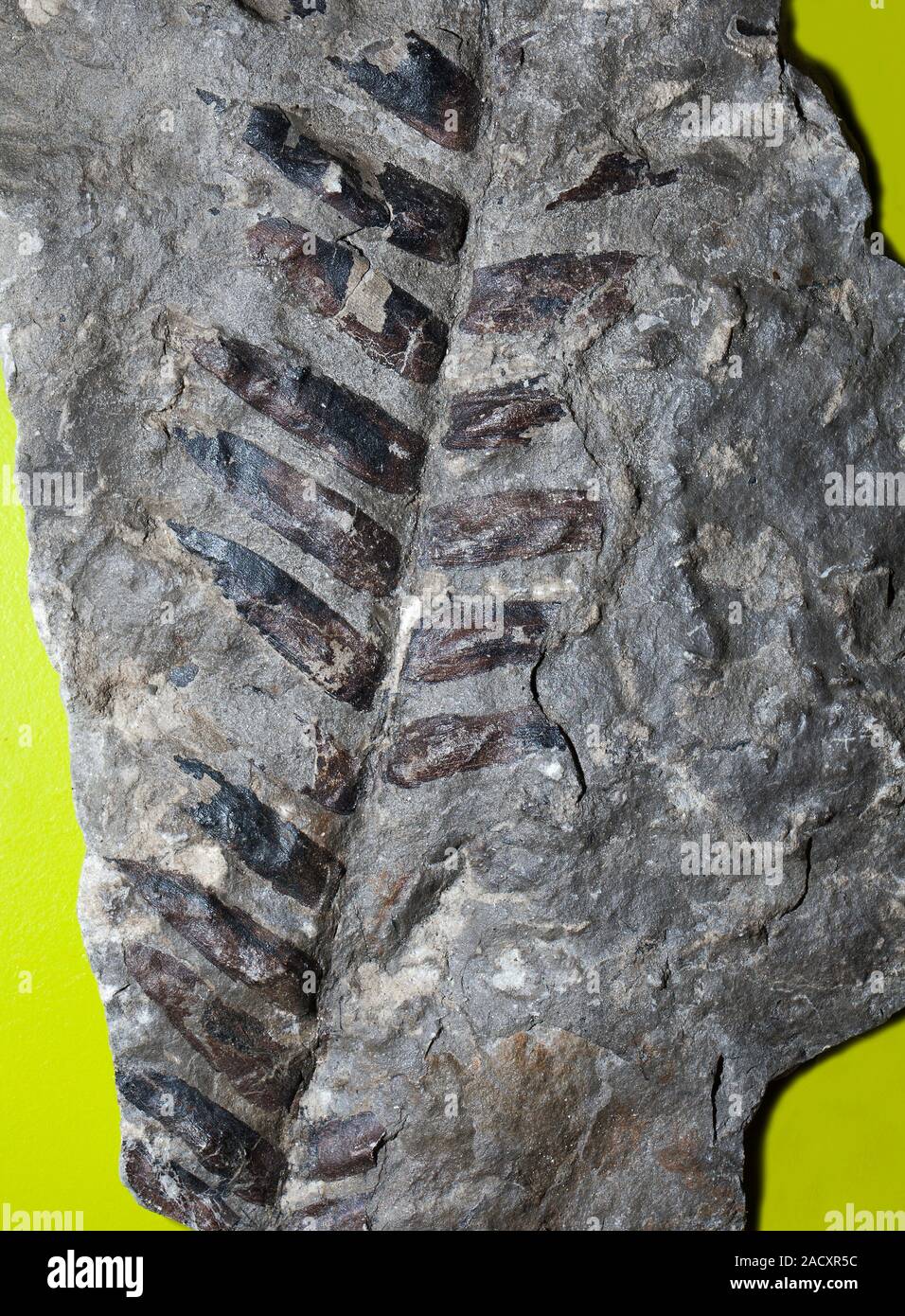 Zamites gigas is a now extinct, cycadeoid (cycad like) plant of the ...