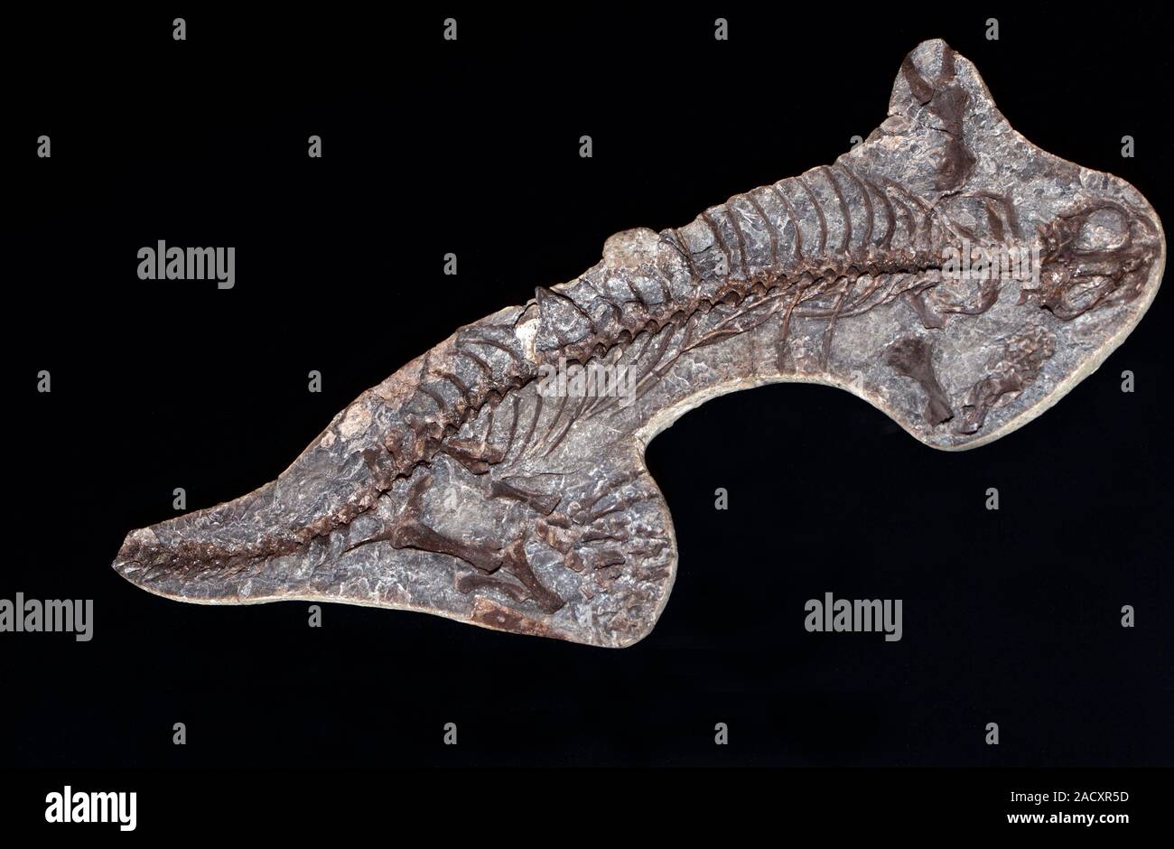 Barasaurus is an extinct genus of a reptilian type, marine saurian ...