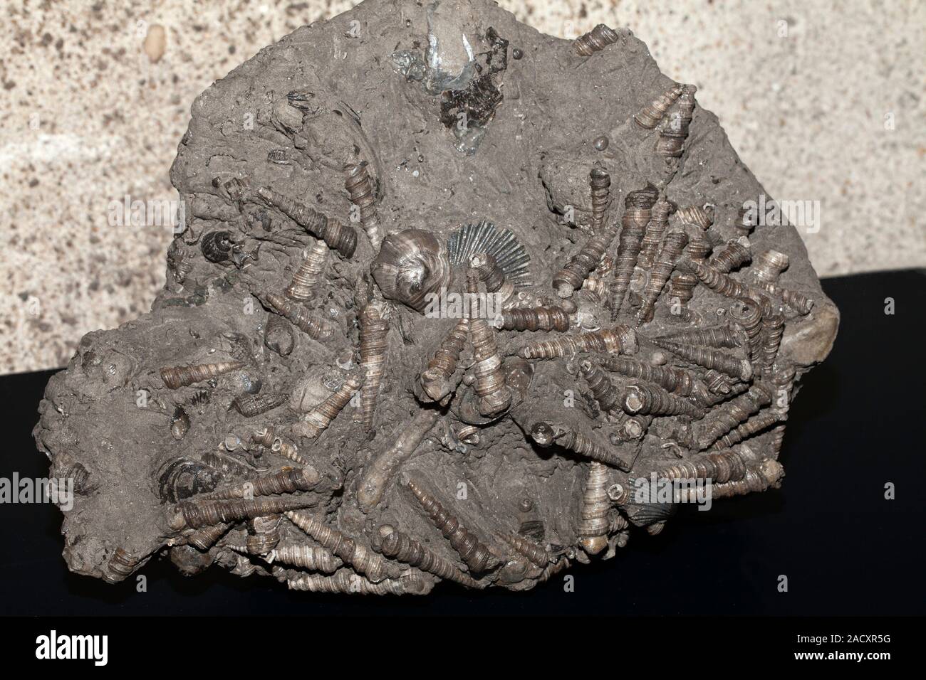 Turritella (Haustator) badensis is a genus of marine gastropod molluscs ...