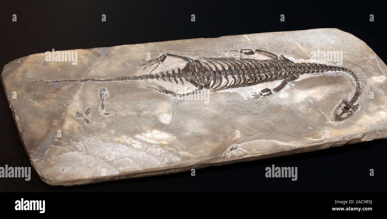 Keichosaurus is a genus of marine reptile in the pachypleurosaur family ...