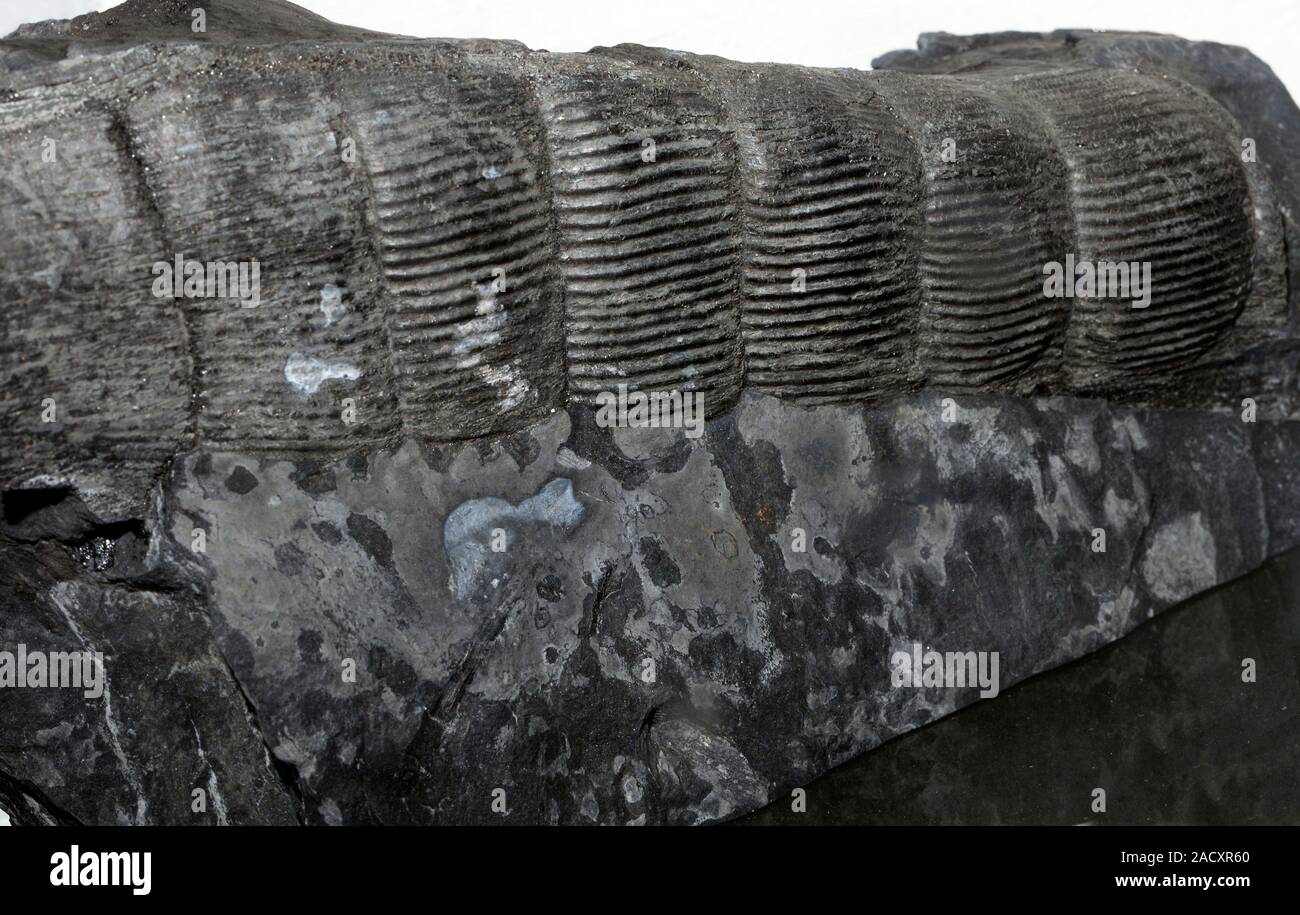 Calamites are a genus of now extinct, horsetail plants belonging to the ...