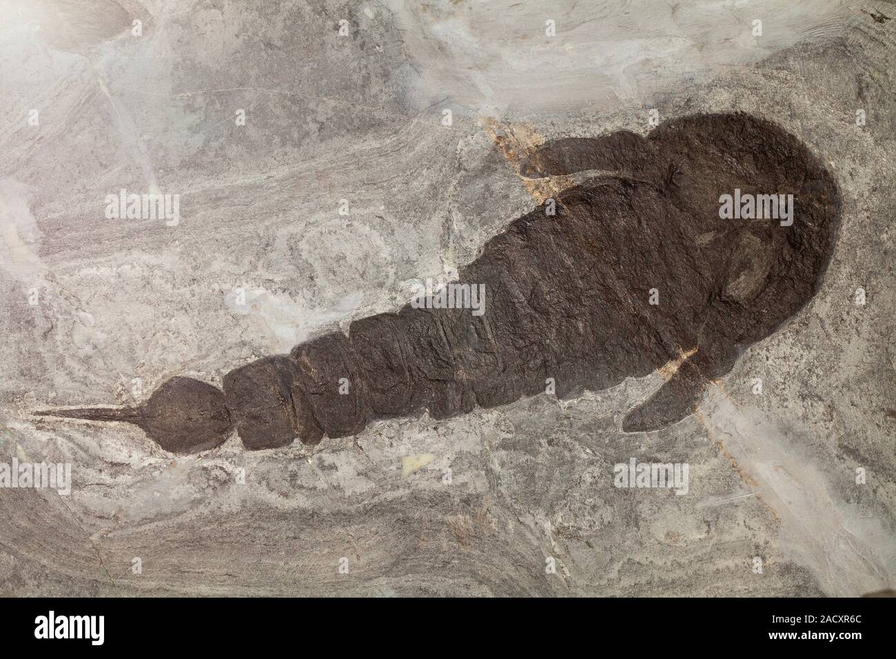 Slimonia is a genus of the order of Eurypterids, an extinct genus of ...