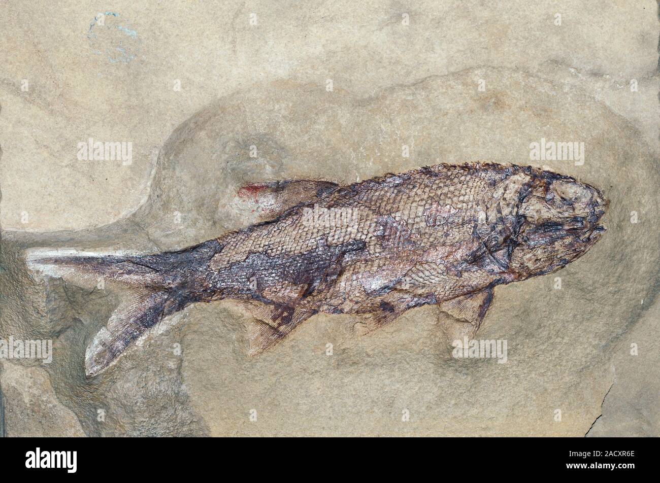 Eurekichtys vermipinna is an extinct fish in the family Paleoniscidae ...