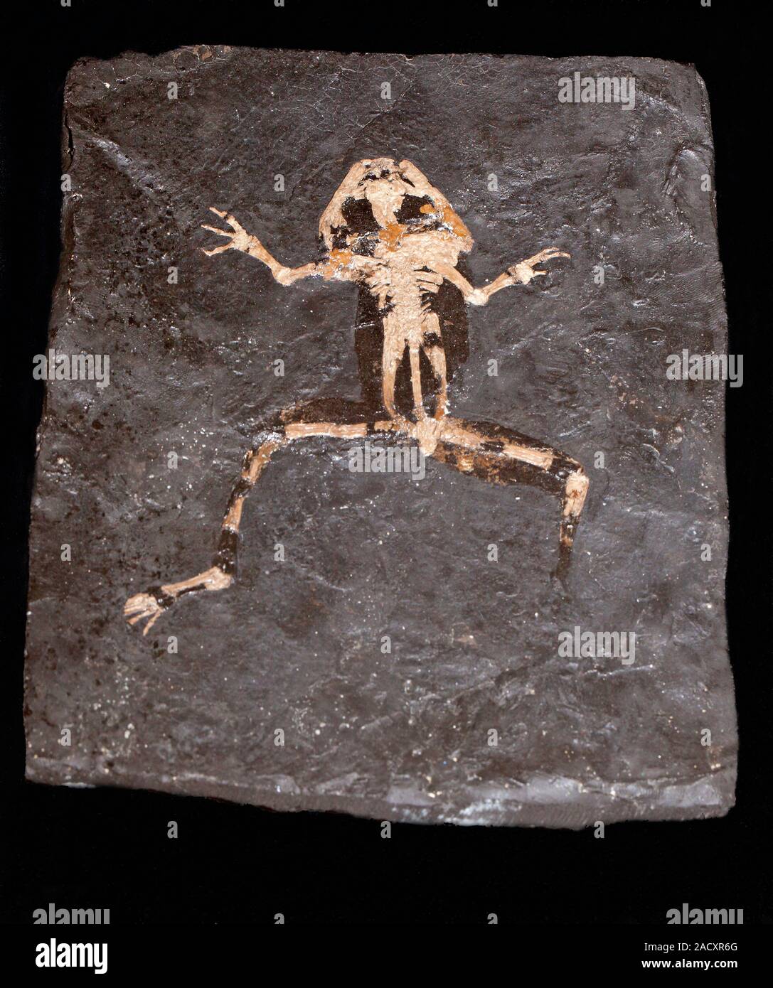 Propelodytes is an extinct genus of prehistoric Anuran amphibian ...