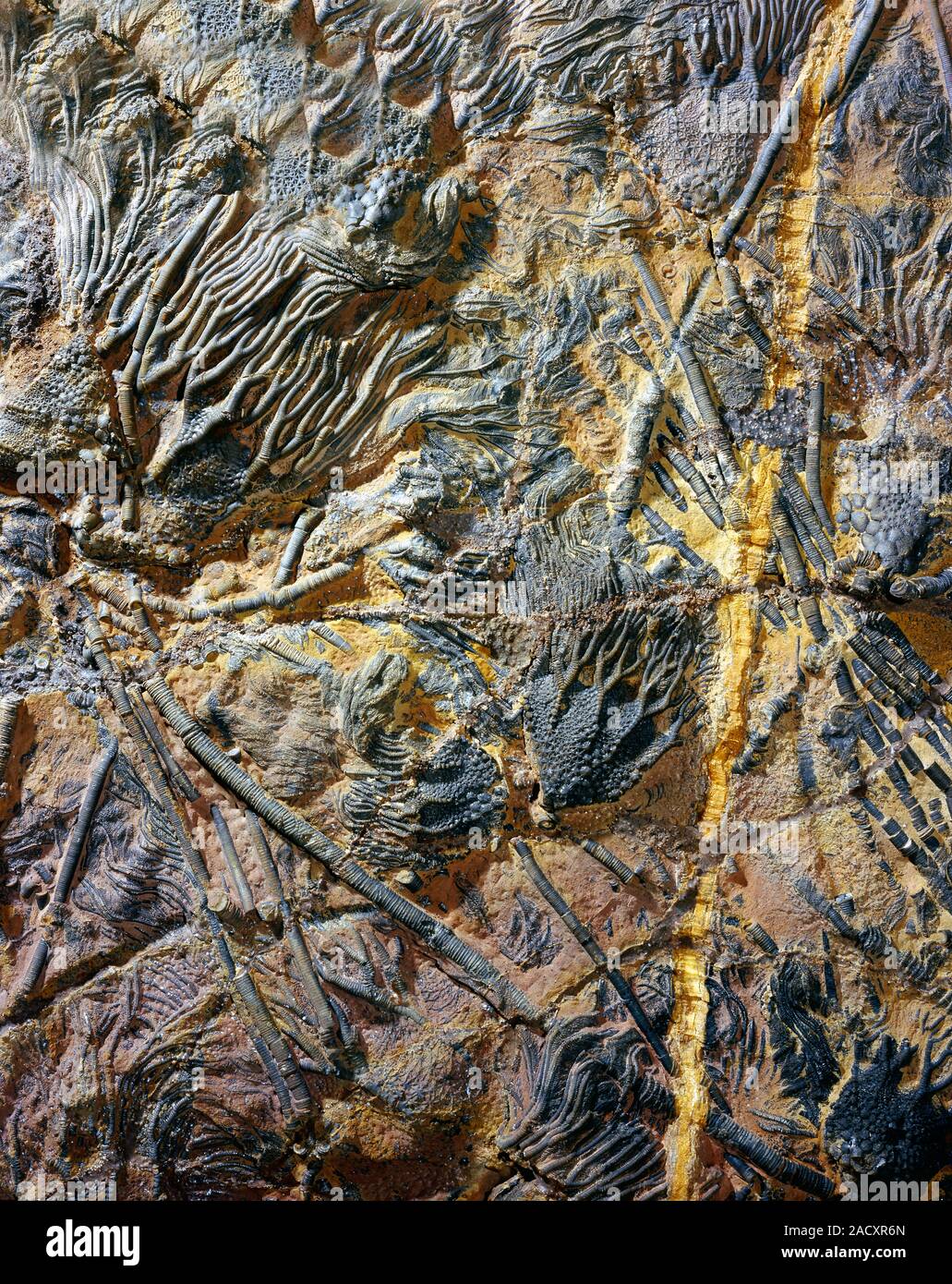 Crinoids belong to a group of marine organisms, the Echinodermata, that ...