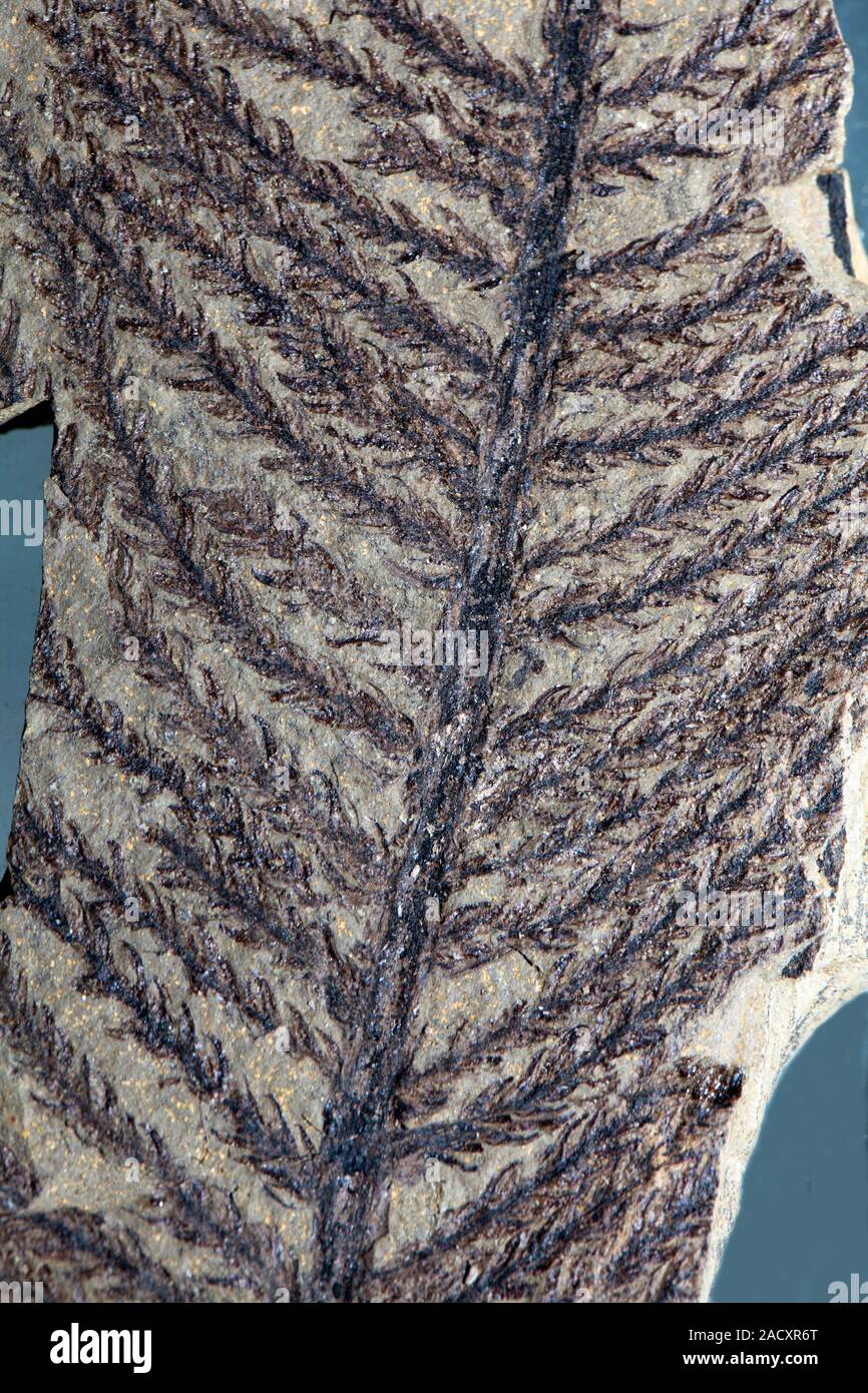 Otovicia, also known as Walchia, is a small, now extinct conifer that ...