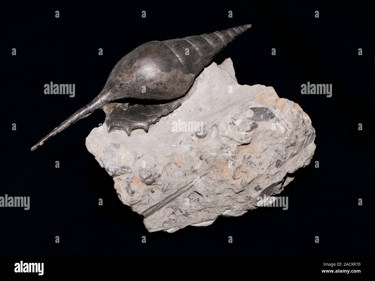 Fossil of the snail Tibia dentate, a Gastropod of the family ...