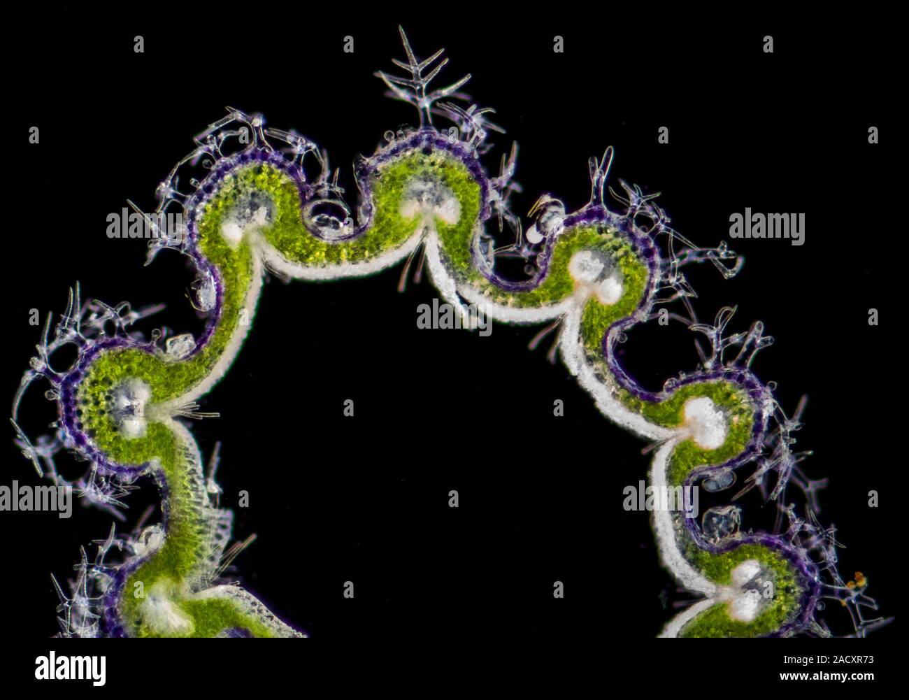 Light micrograph of a thin section through Lavandula angustifolia ...