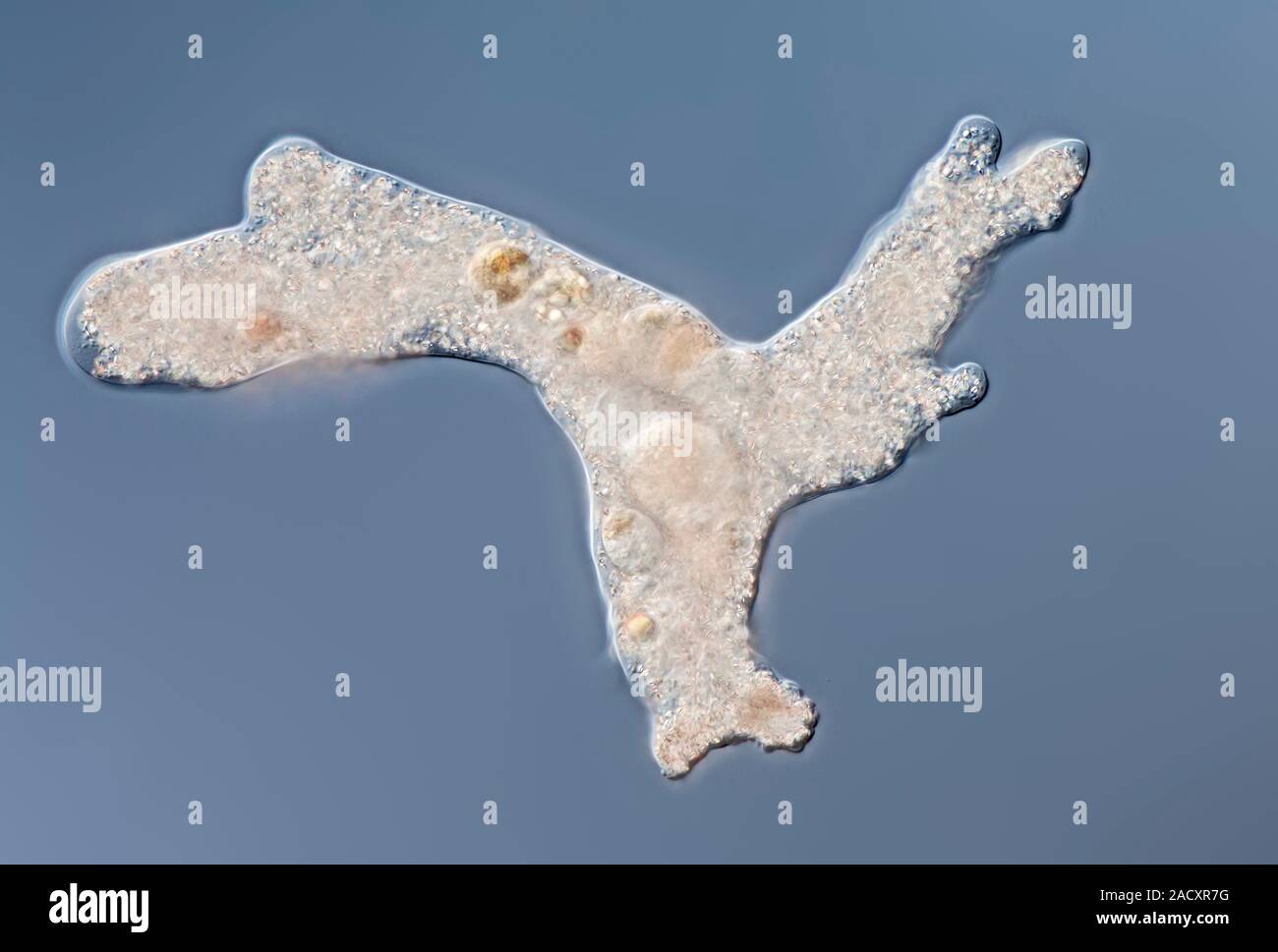 Light micrograph of Amoeba proteus walking, the movement is towards the left side of the picture ...