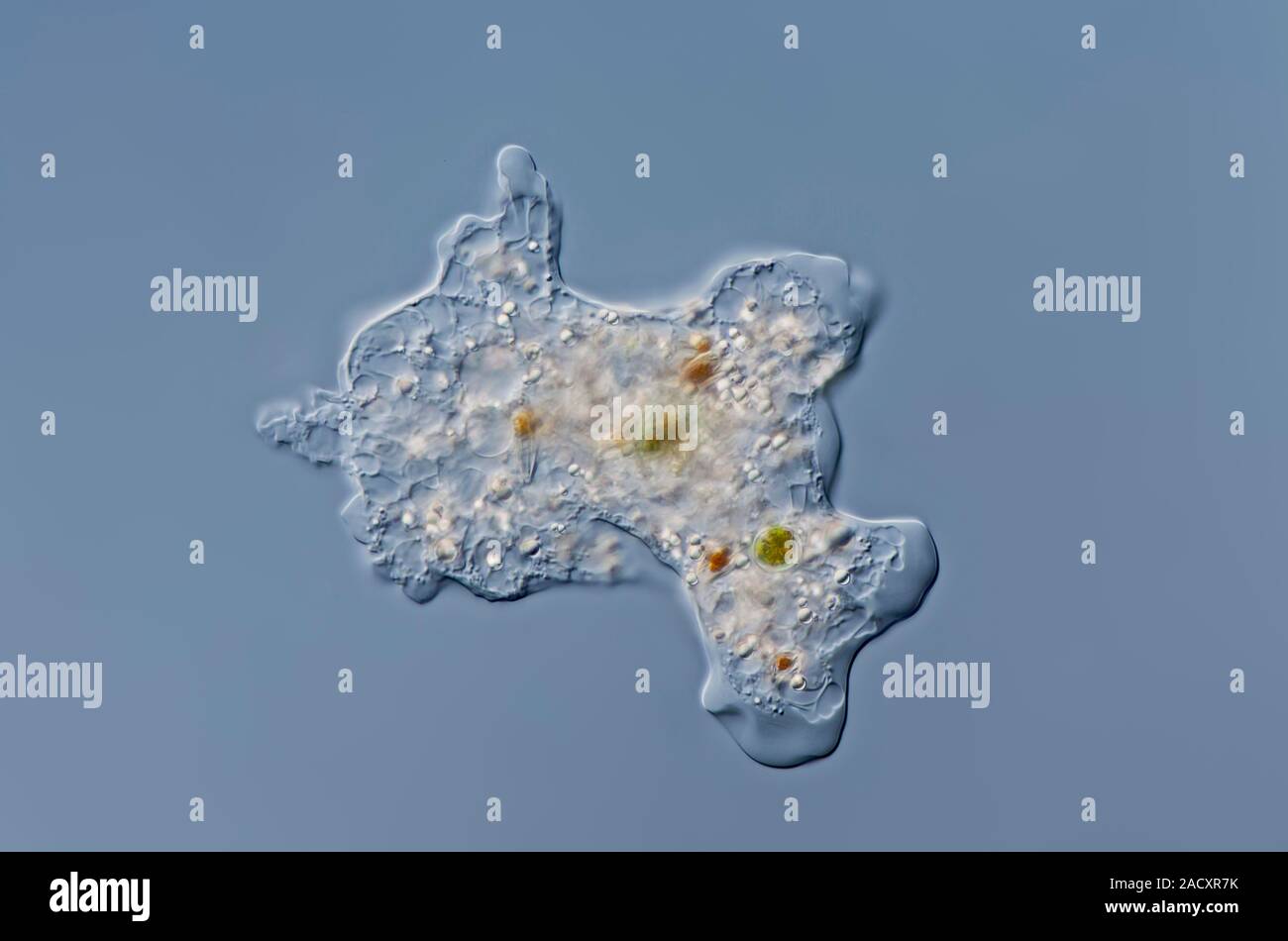 Light micrograph of Amoeba proteus walking, the movement is towards the right side of the ...