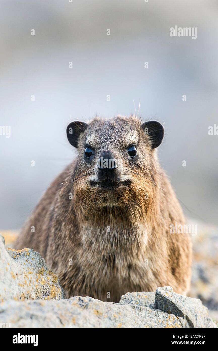 Rock hyrax (Procavia capensis). Photographed in Garden Route National ...