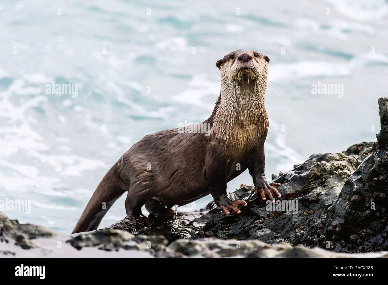 Cape clawless otter (Aonyx capensis) emerging from the sea ...