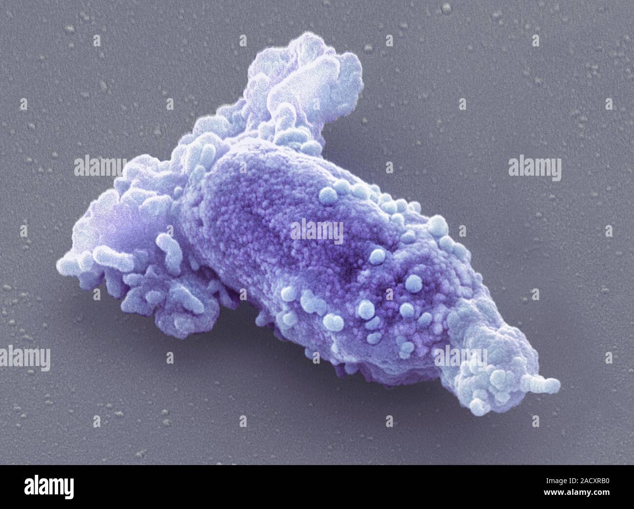 Coloured scanning electron micrograph (SEM) of a macrophage white blood cell. Macrophages are ...