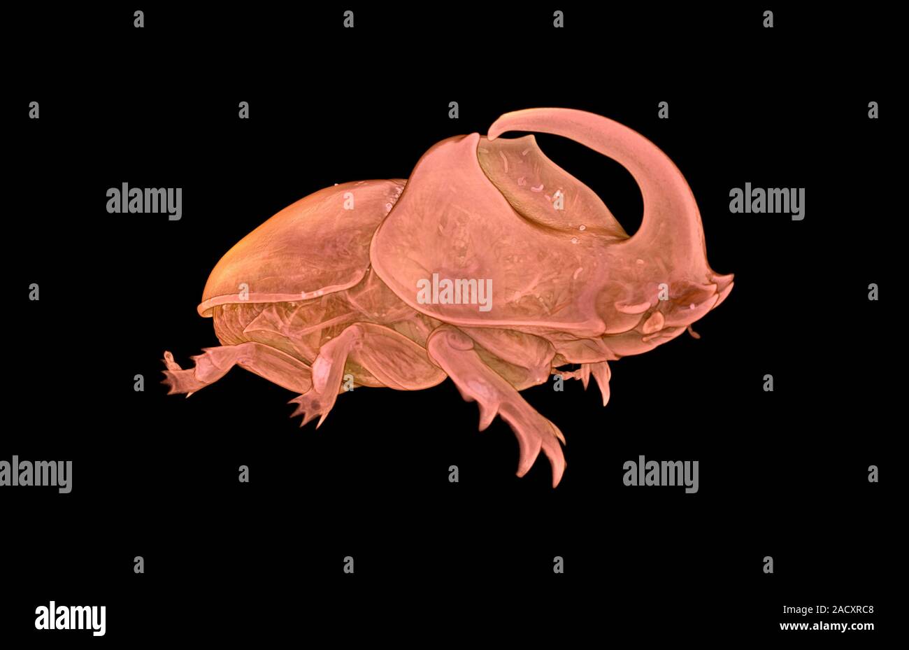 Rhinoceros beetle (Oryctes boas), micro-CT scan. The micro-CT scanner ...