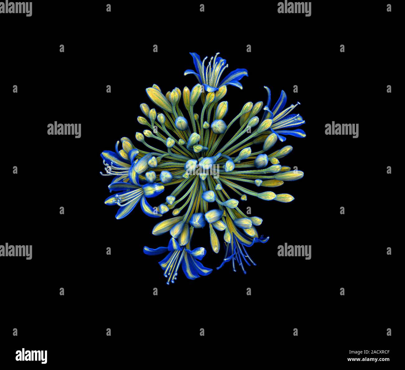 Agapanthus flower, micro-CT scan. This image was acquired using X-ray ...