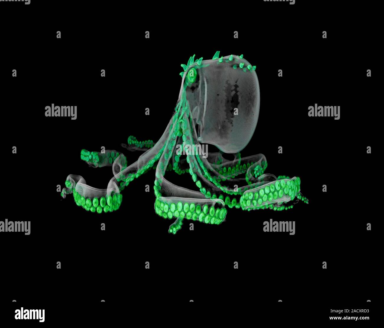 Glass octopus model (Octopus vulgaris), micro-CT scan. This glass ...