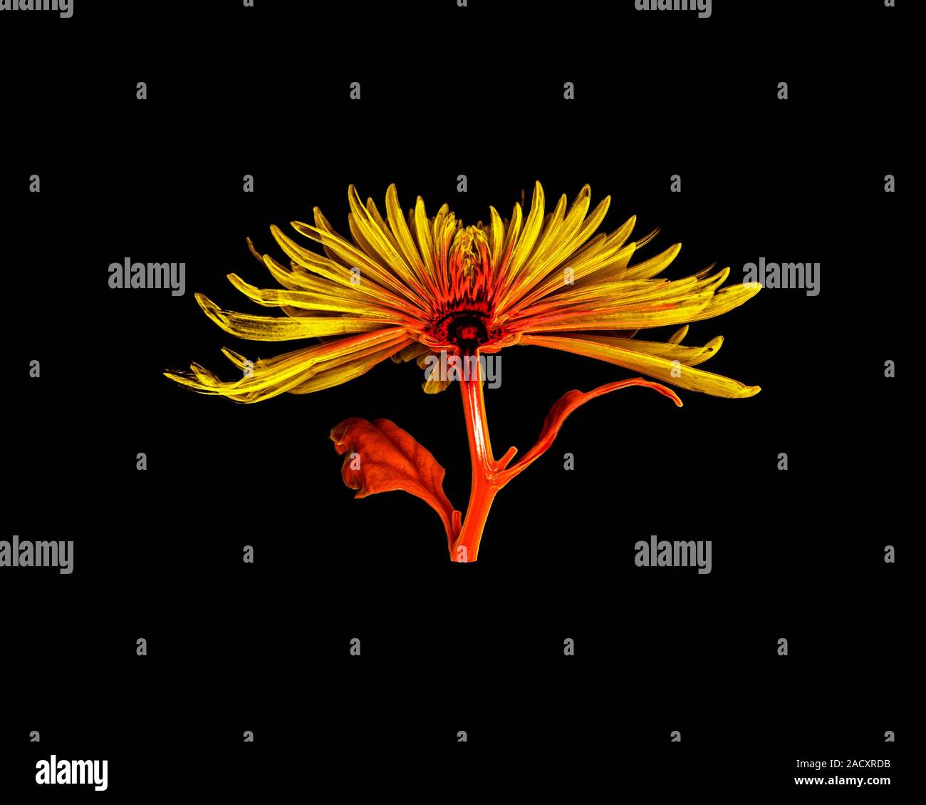 Chrysanthemum, micro-CT scan, cross-section. This image was acquired ...