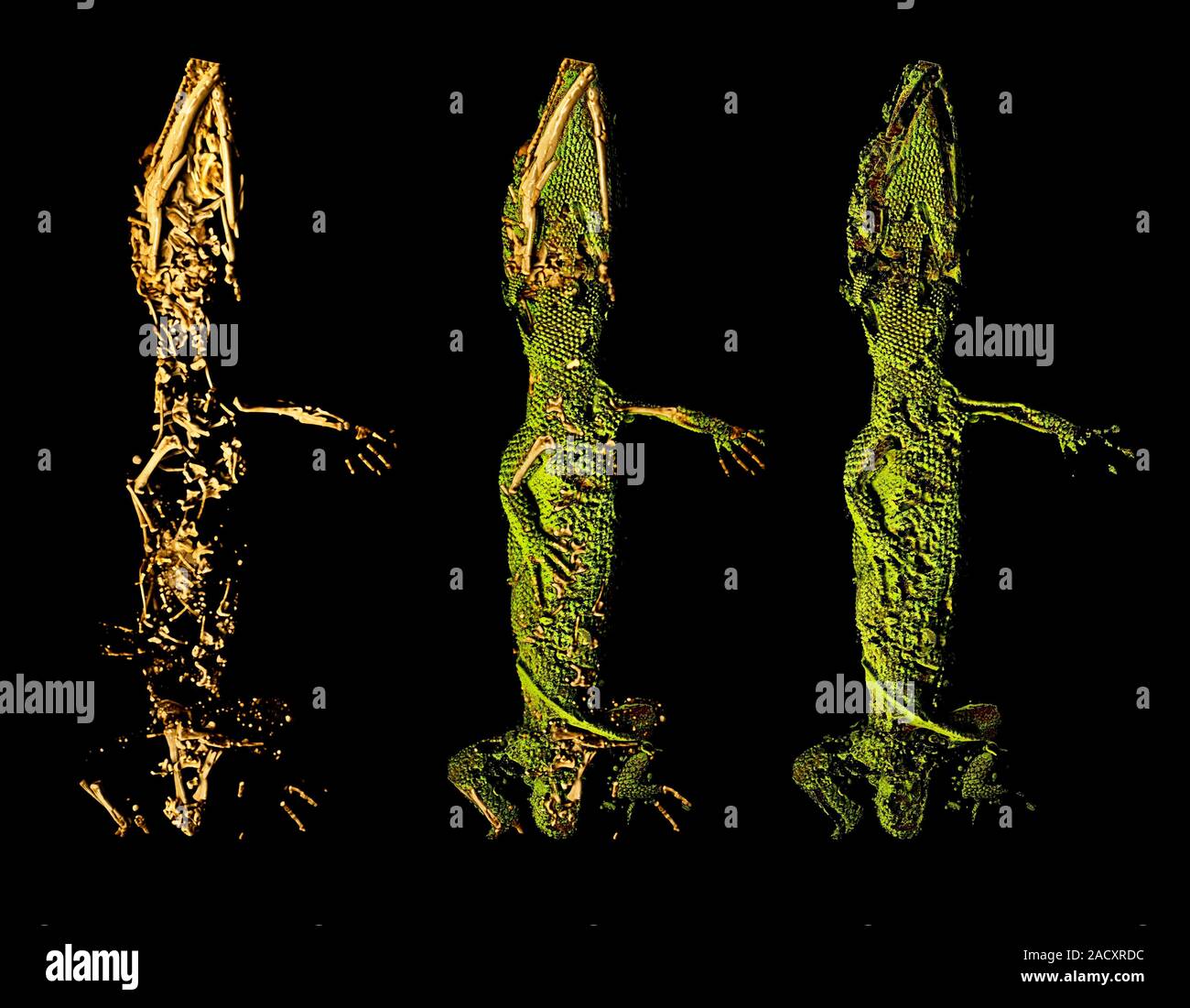Fossil gecko, micro-CT scan. This 20 million year old gecko was trapped ...