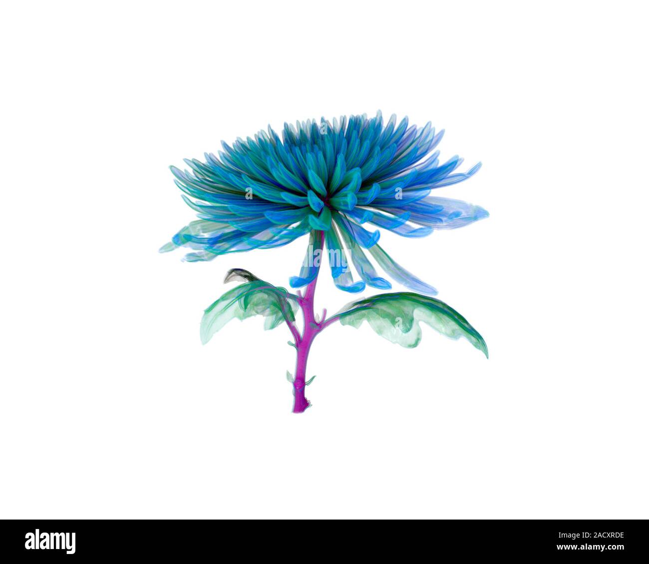 Chrysanthemum, micro-CT scan. This image was acquired using X-ray micro ...