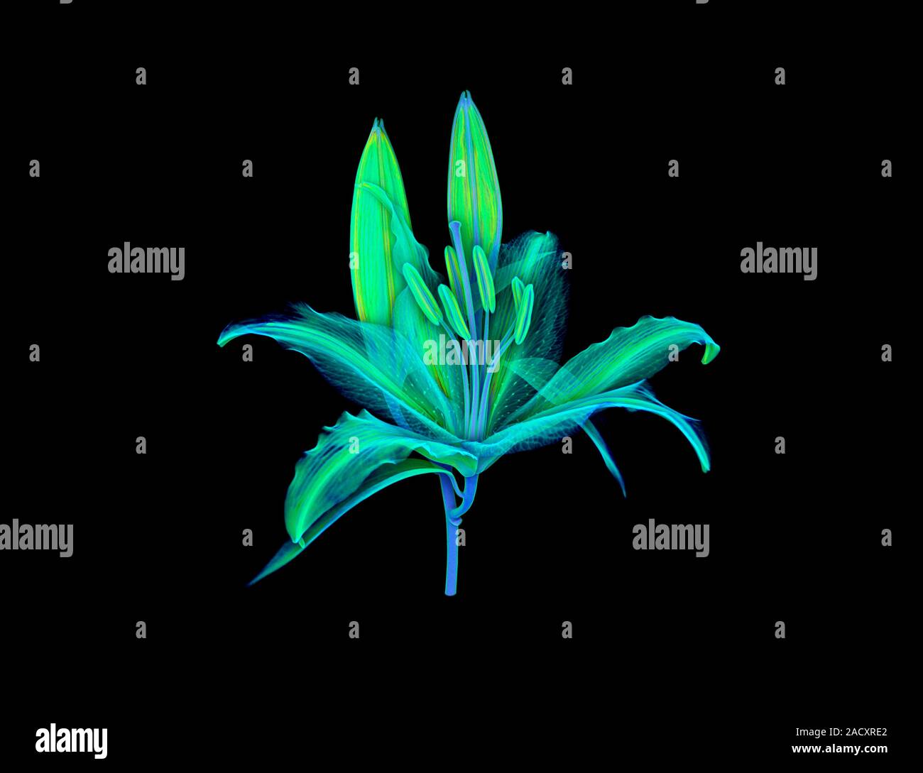 Lily flower, micro-CT scan. This image was acquired using X-ray micro ...