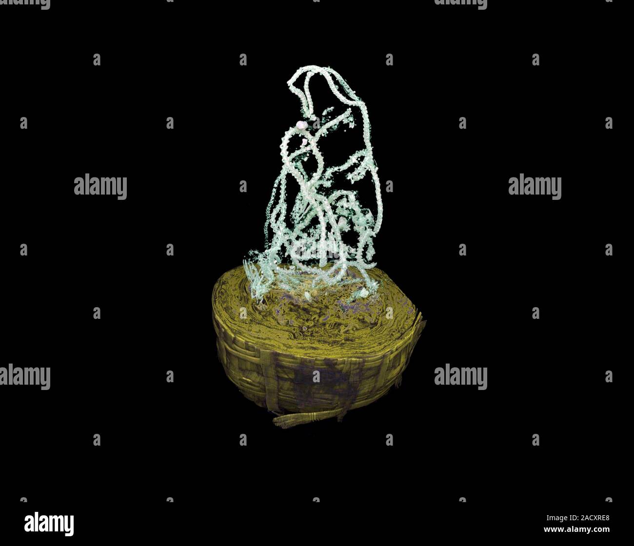 Mummified snakes, micro-CT scan. This image shows the mummified remains ...