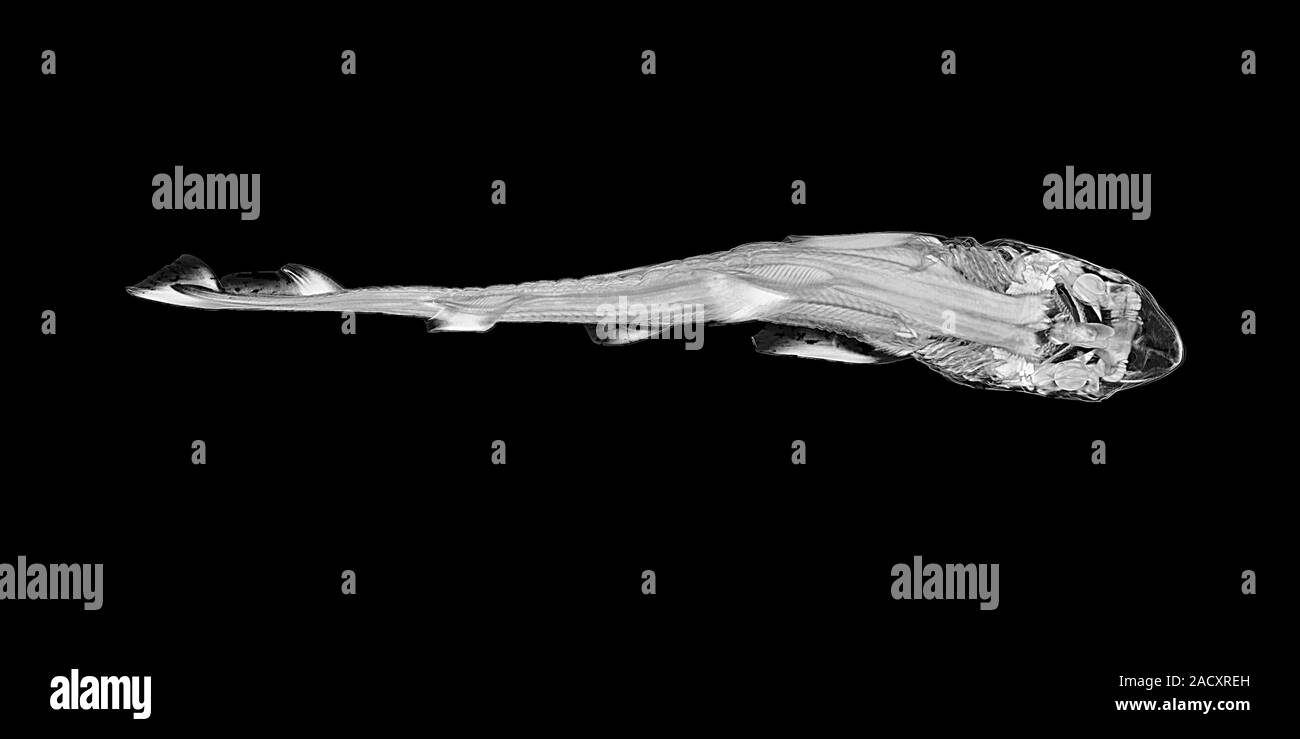 Tope Shark foetus (Galeorhinus galeus), micro-CT scan. This image was ...