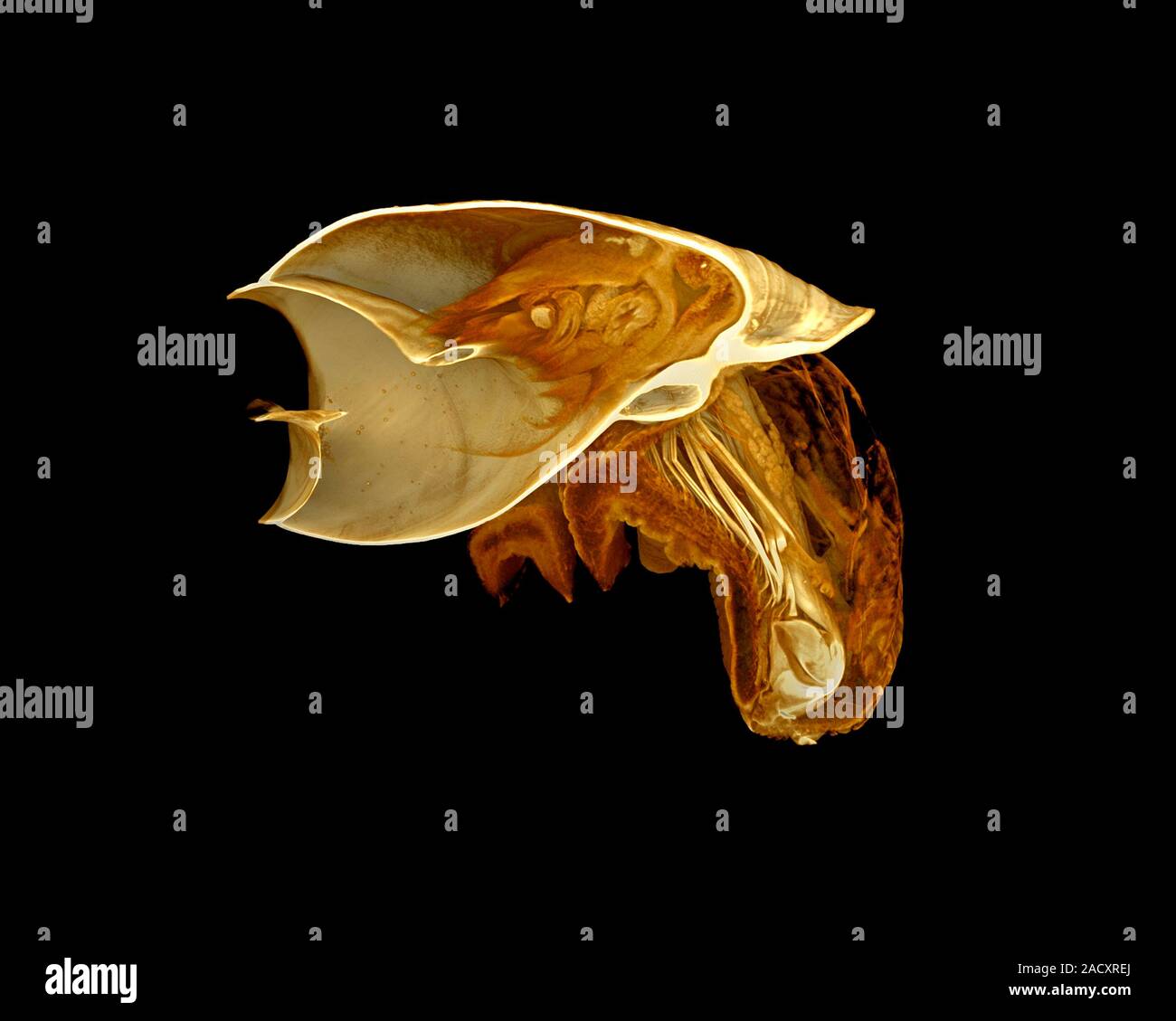 Snail (Bostryx sp.), micro-CT scan, cross-section. This image was ...