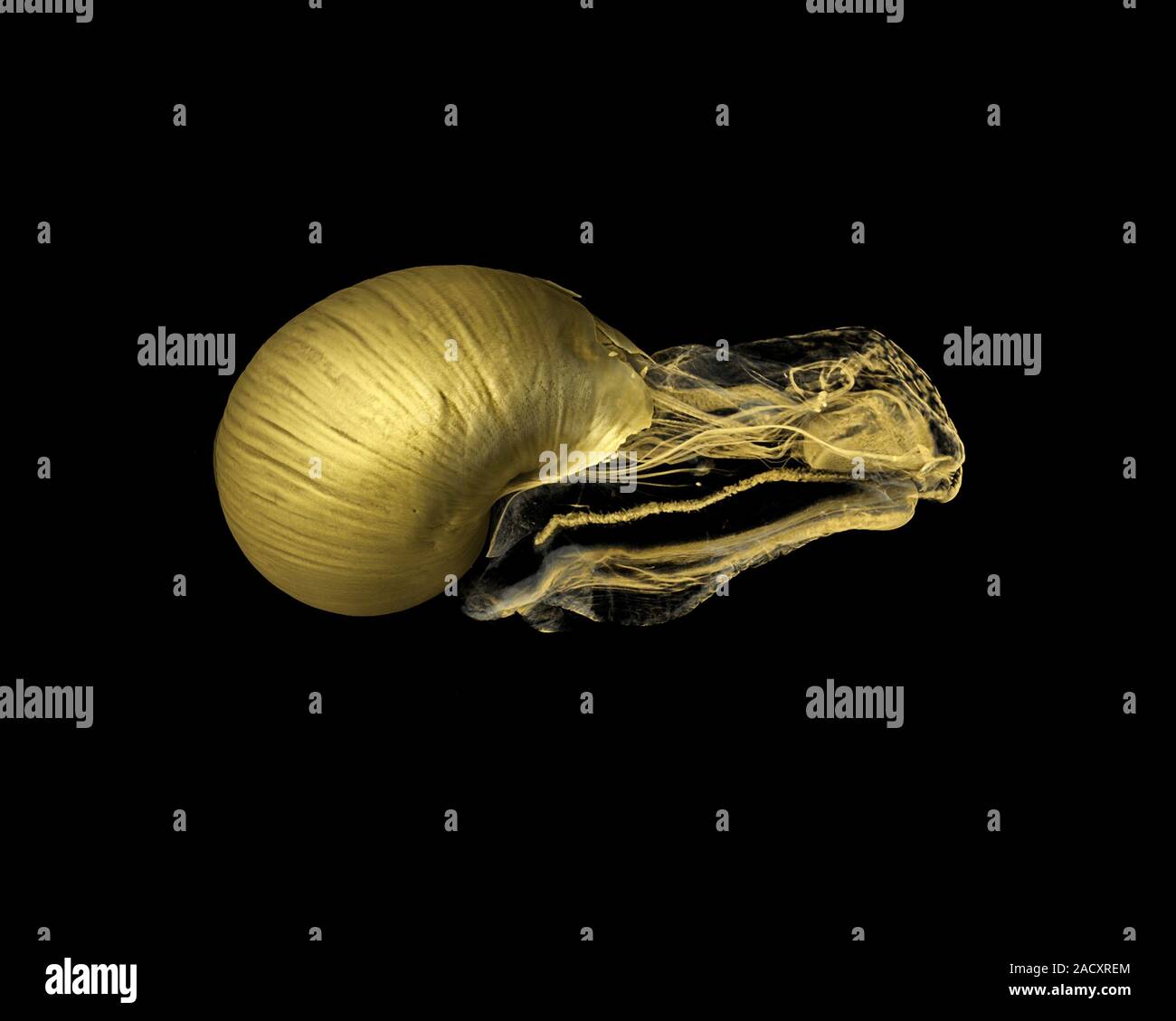 Snail (Scutalus sp.), micro-CT scan. This image was acquired using X ...