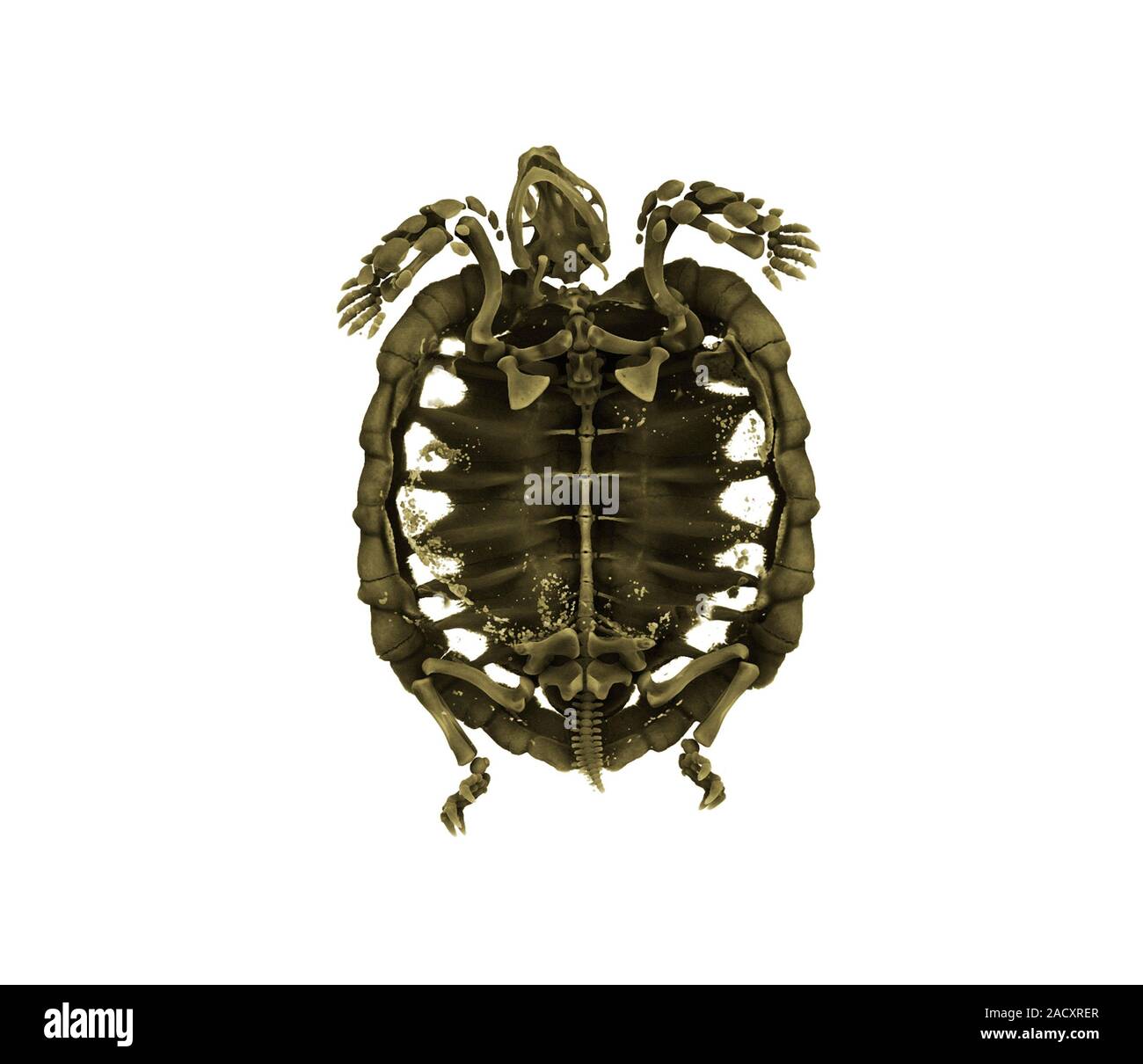 Tent tortoise (Psammobates tentorius), micro-CT scan. The scan reveals ...