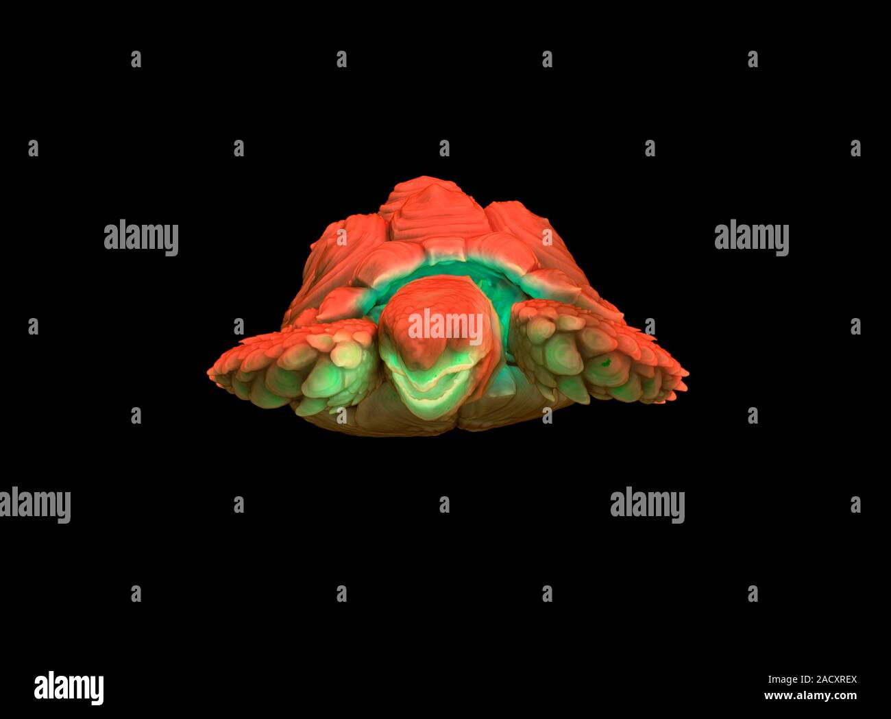 Tent Tortoise (Psammobates tentorius), micro-CT scan. This is the type ...