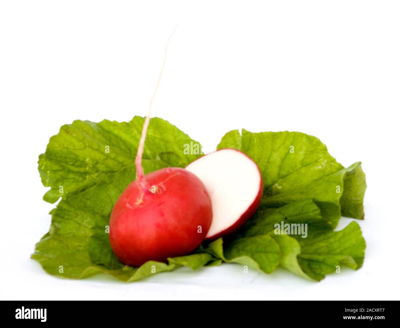 Radish with leaves isolated on white background Stock Photo - Alamy