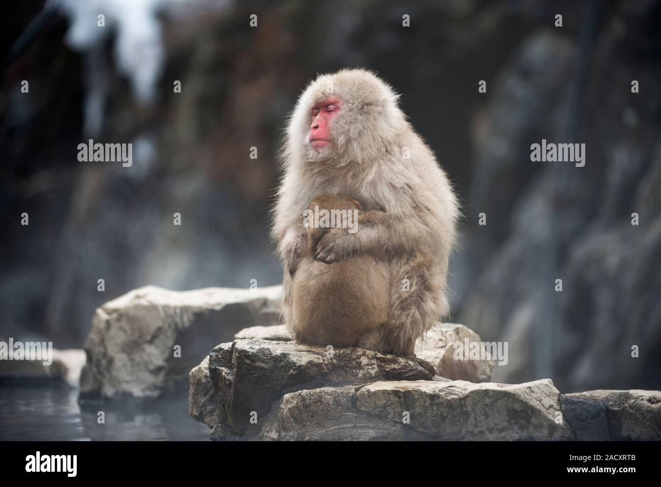 Female Japanese macaque (Macaca fuscata), or snow monkey, with young ...