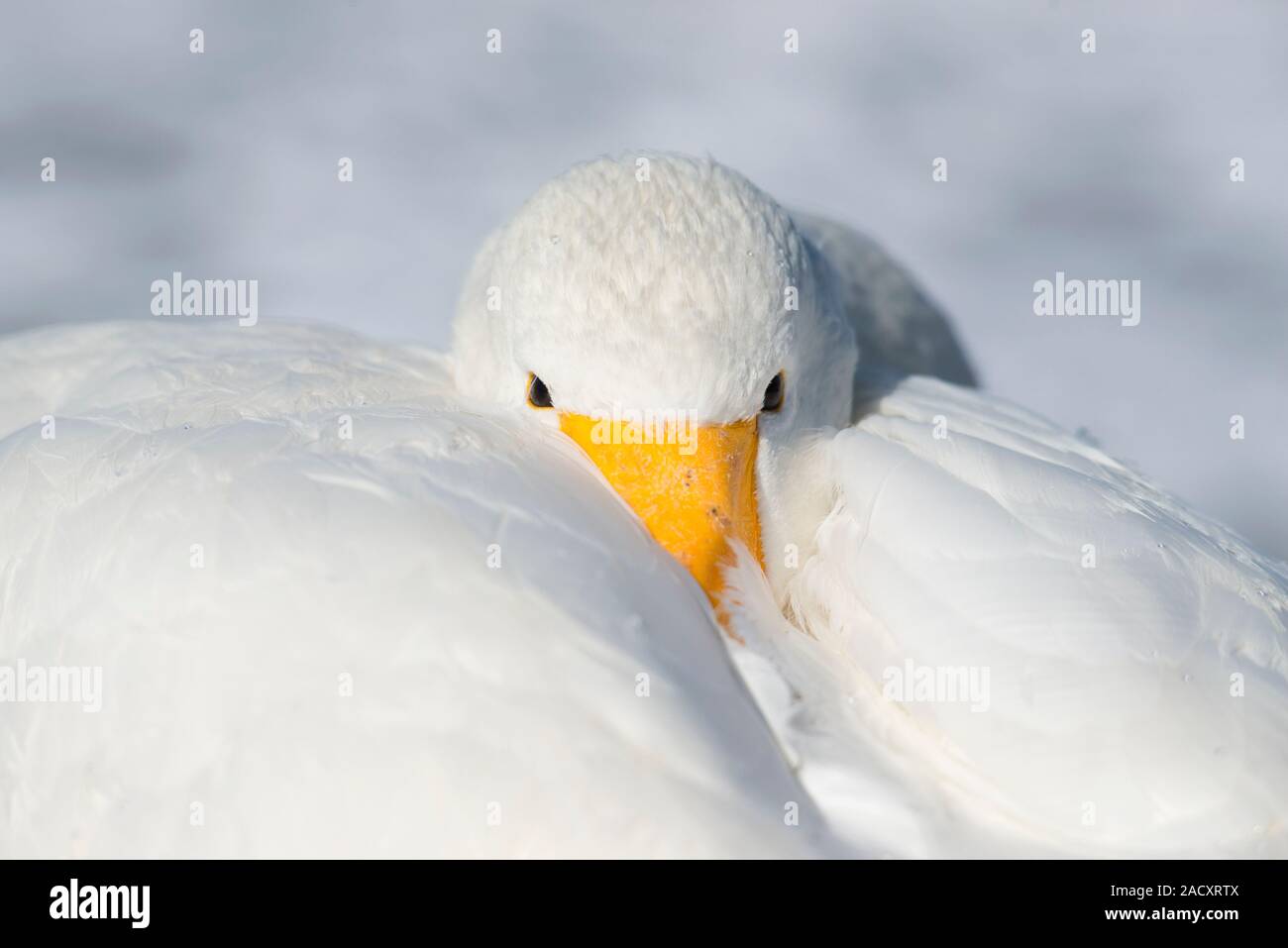 Whooper swan (Cygnus cygnus) resting. Whooper swans inhabit northern ...