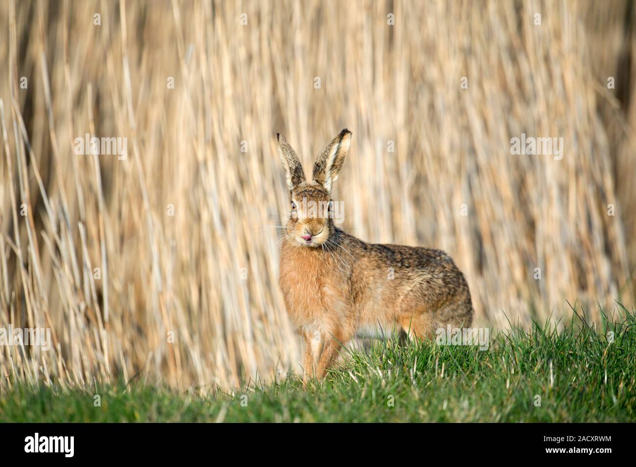 European hare (Lepus europaeus). This hare is native to northern ...