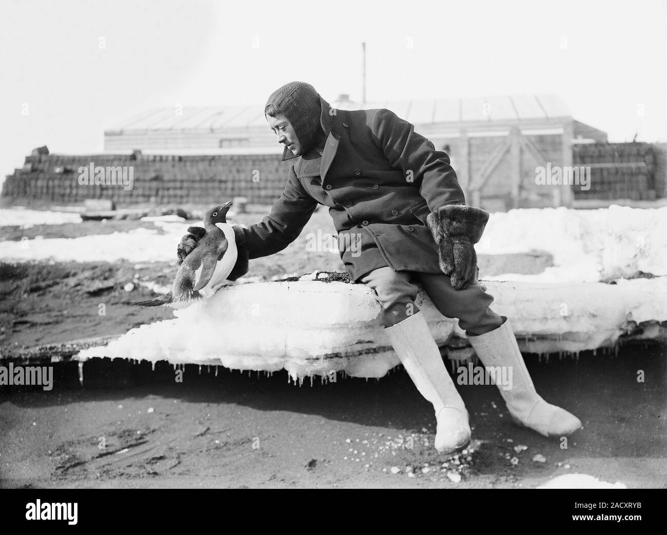 Penguin with an Antarctic explorer. Adelie penguin (Pygoscelis adeliae ...