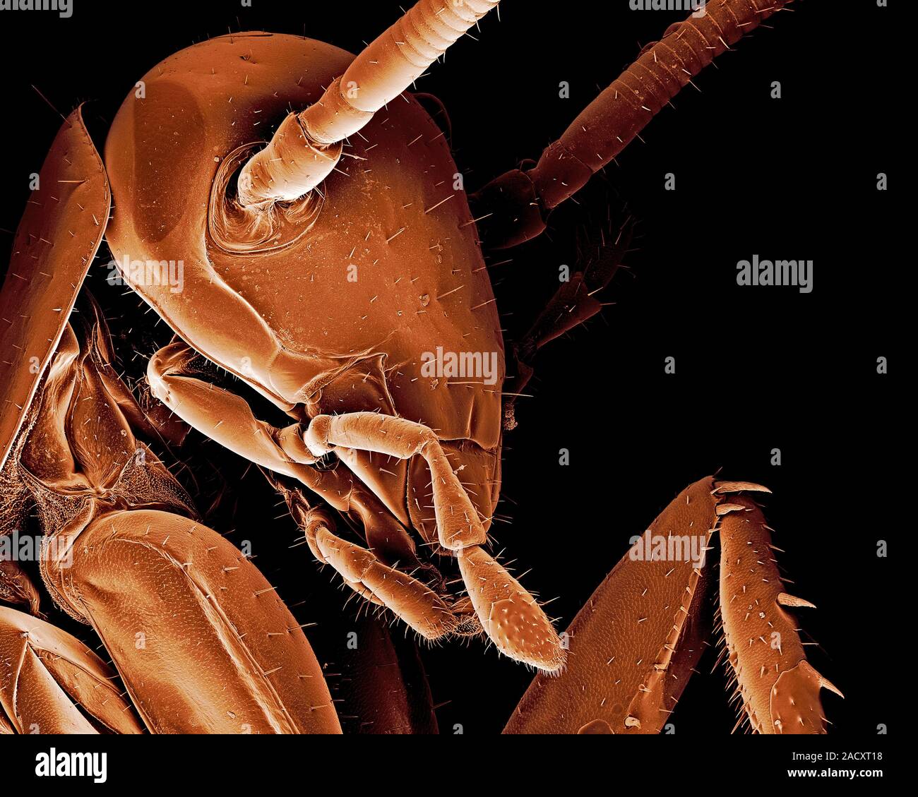 American cockroach. Coloured scanning electron micrograph (SEM) of the ...