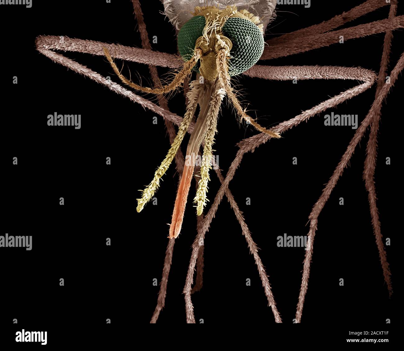 Mosquito. Coloured Scanning Electron Micrograph (SEM) of a female ...