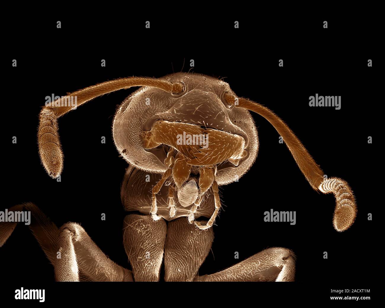 Ant carrying aphid egg. Coloured scanning electron micrograph (SEM) of ...