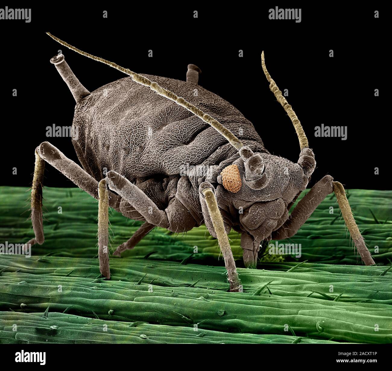 Black aphid. Coloured scanning electron micrograph of a black aphid ...