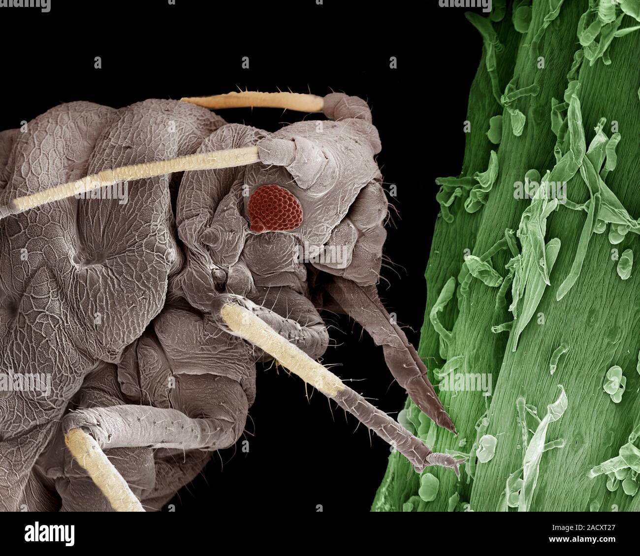 Black aphid. Coloured scanning electron micrograph of a black aphid ...