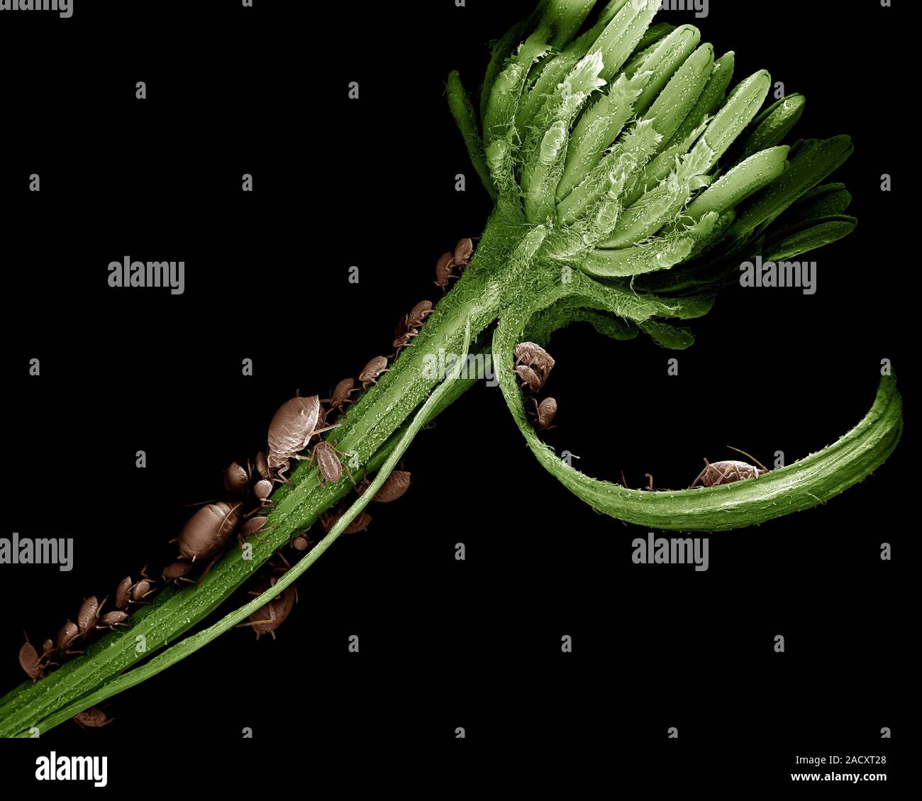 Black aphid colony. Coloured scanning electron micrograph of a colony ...