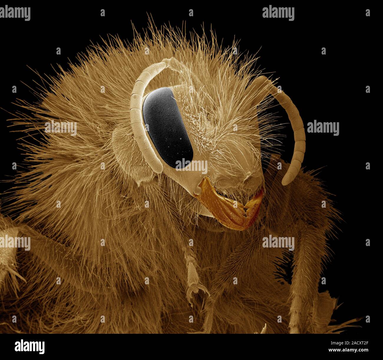 Bumblebee. Coloured scanning electron micrograph (SEM) of the head of a ...