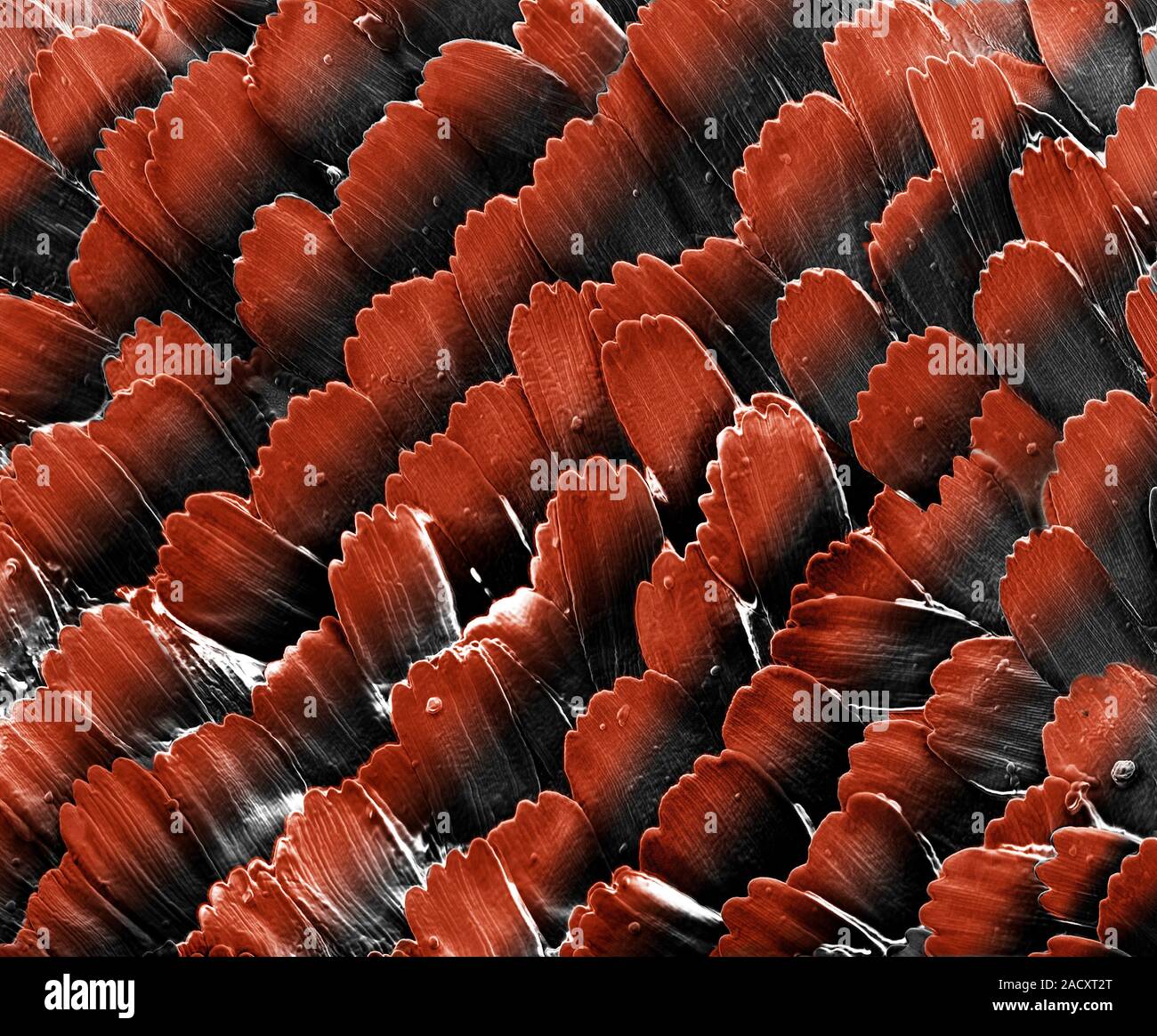 Coloured scanning electron micrograph (SEM) of scales on the wing of a ...