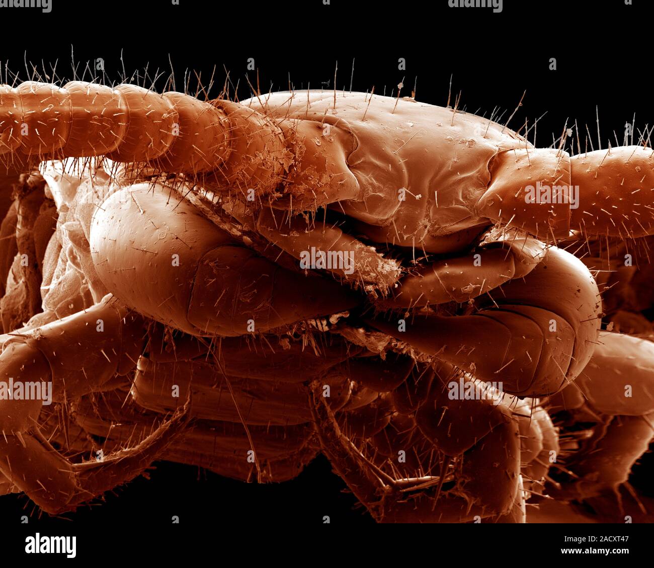 Common centipede. Coloured scanning electron micrograph (SEM) of the ...