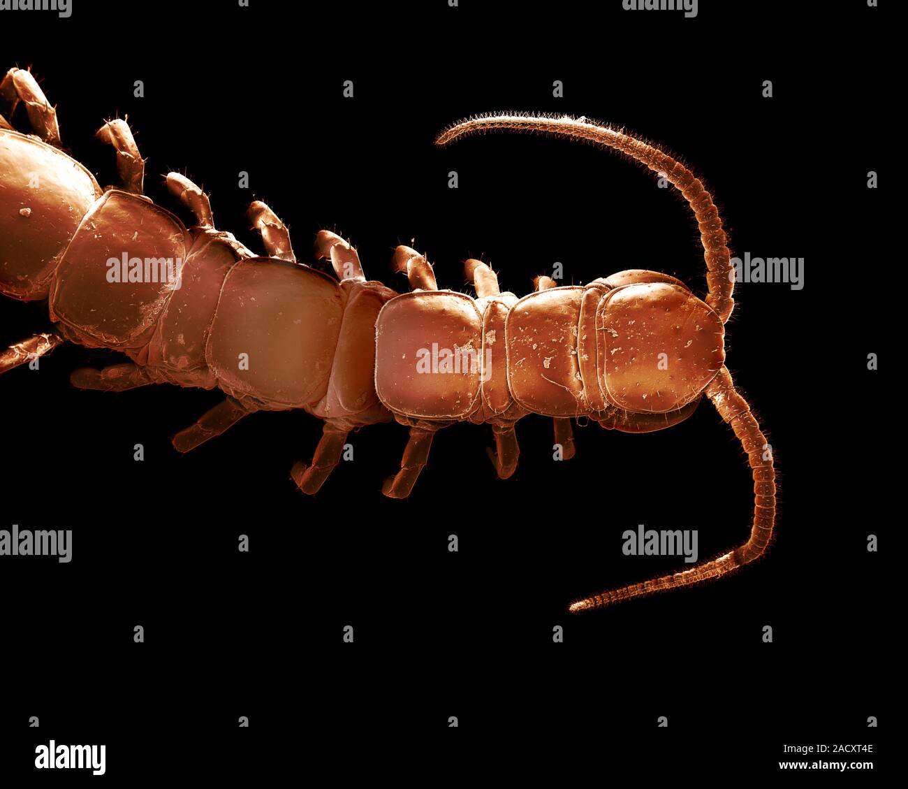 Common centipede. Coloured scanning electron micrograph (SEM) of a ...