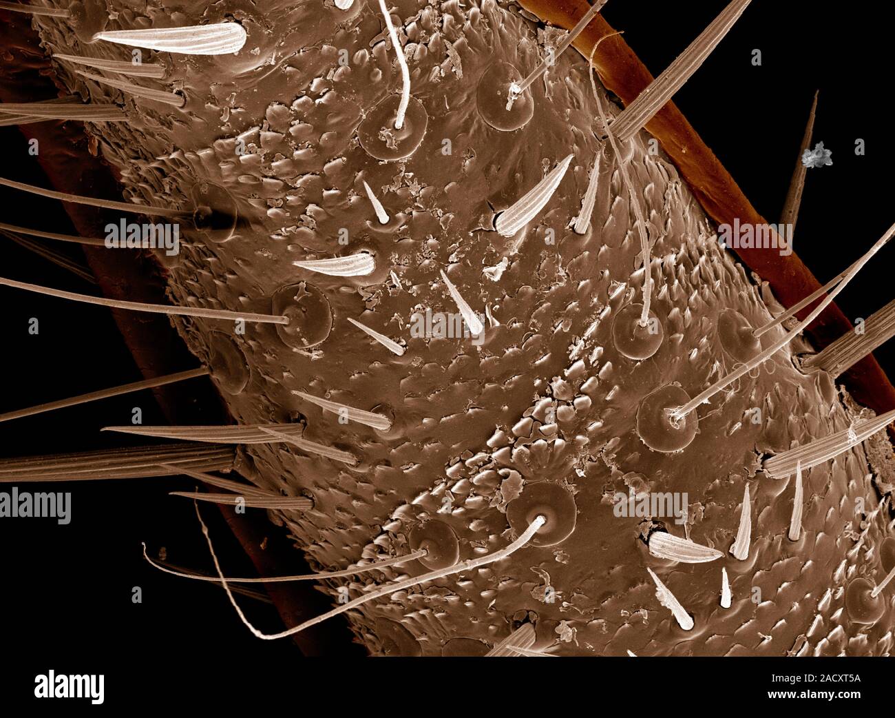 Cockroach cercus hairs. Scanning electron micrograph (SEM) of the ...