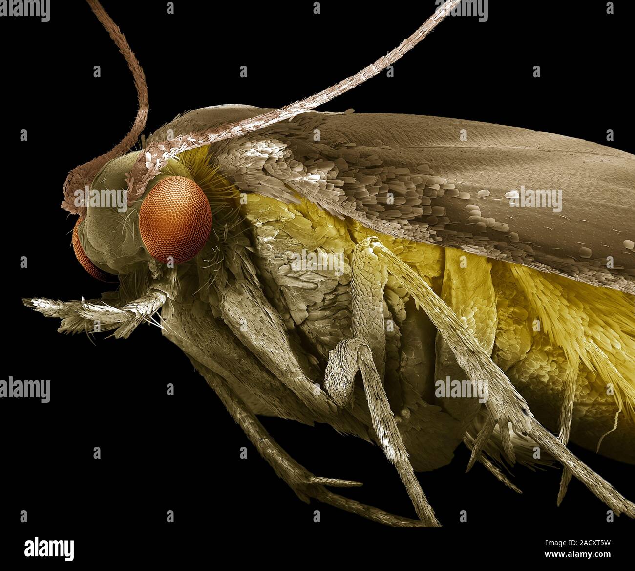 Common clothes moth. Coloured scanning electron micrograph (SEM) of the ... Common clothes moth. Coloured scanning electron micrograph (SEM) of the ...